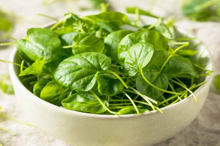 How to Plant and Grow Watercress | Gardener’s Path