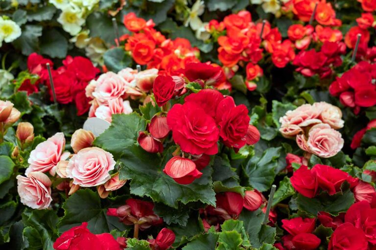 How to Classify Begonias Using the Leaves and Stems