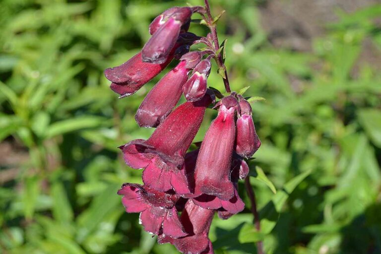 How to Grow Beardtongue (Penstemon) | Gardener’s Path