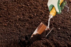 How to Identify and Manage Soft Rot in Lettuce | Gardener’s Path