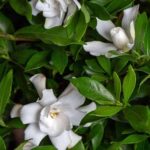 15 of the Best Gardenia Varieties | Gardener’s Path