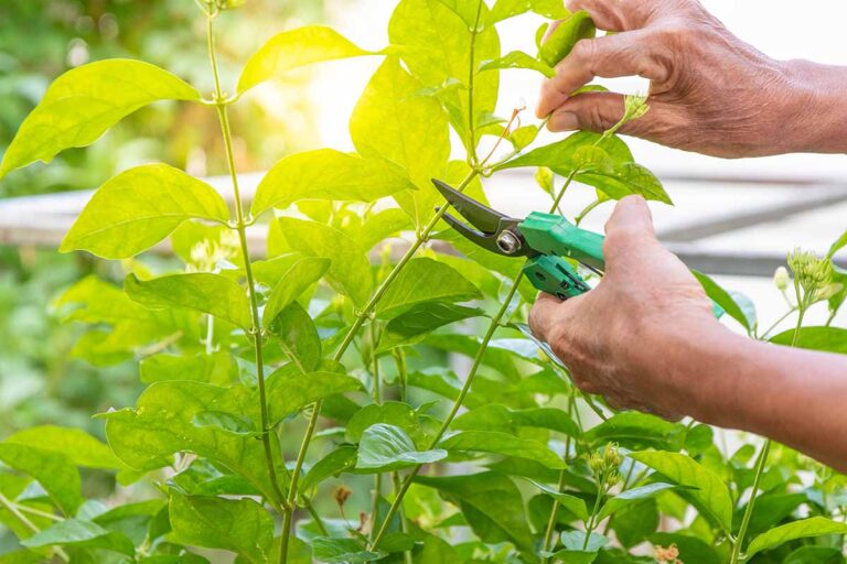 Can You Grow Star Jasmine as a Hedge? | Gardener’s Path