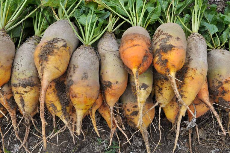 Tips for Growing Golden Beets | Gardener’s Path