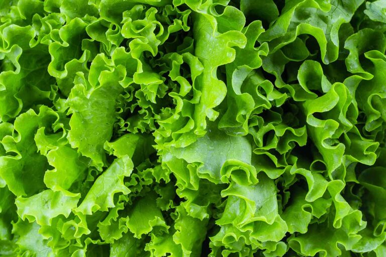 How to Plant and Grow Leaf Lettuce | Gardener’s Path