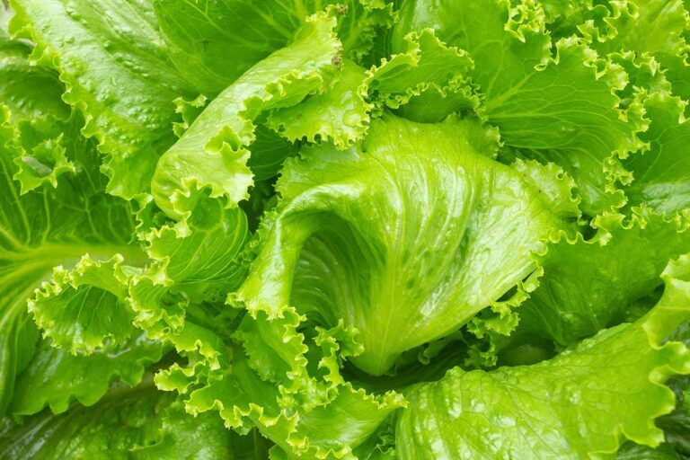 How to Plant and Grow Leaf Lettuce | Gardener’s Path
