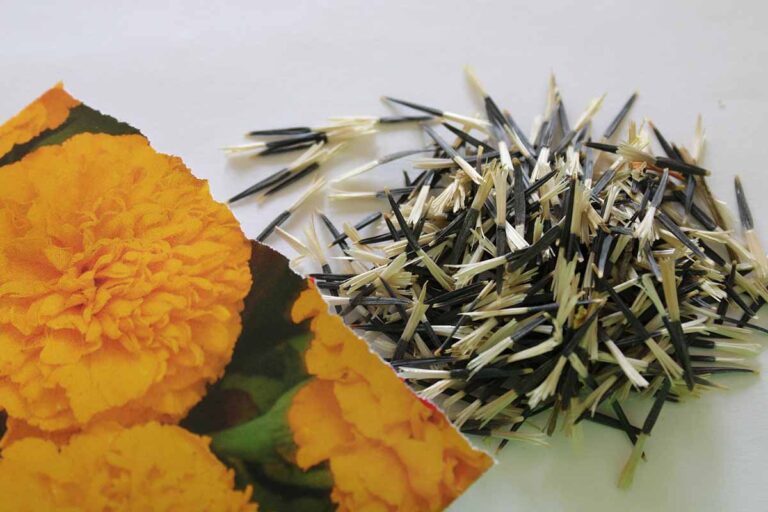 How to Grow and Care for Marigold Flowers | Gardener's Path