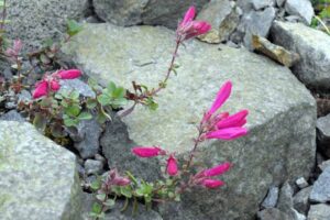 How to Grow Beardtongue (Penstemon) | Gardener’s Path