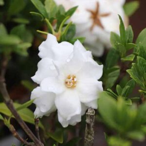 15 of the Best Gardenia Varieties | Gardener’s Path