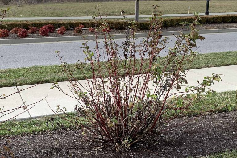 How to Grow and Care For Red Twig Dogwood | Gardener’s Path