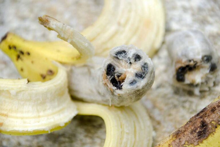 How to Grow and Care for Banana Plants | Gardener’s Path