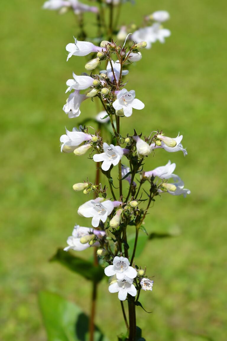 How to Grow Beardtongue (Penstemon) | Gardener’s Path