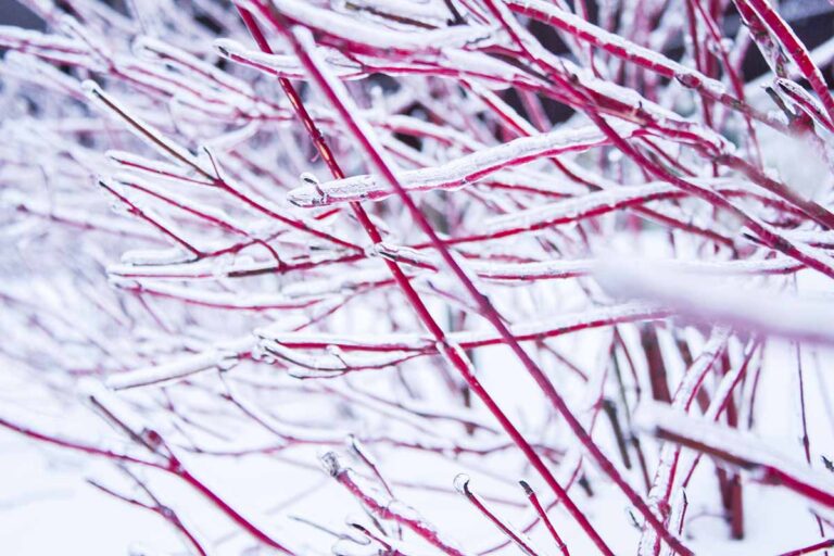 How to Grow and Care For Red Twig Dogwood | Gardener’s Path
