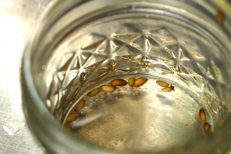 How to Propagate Fatsia (Japanese Aralia) from Seed