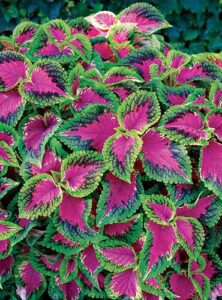 21 of the Best Coleus Varieties | Gardener’s Path