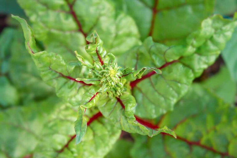How to Prevent Beet Plants from Bolting | Gardener’s Path
