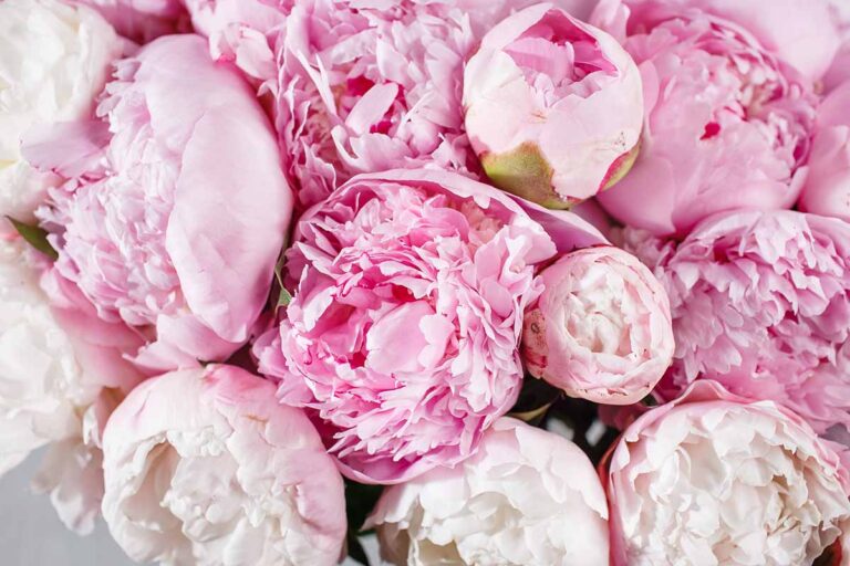 41 of the Best Pink Peonies for Your Garden | Gardener’s Path