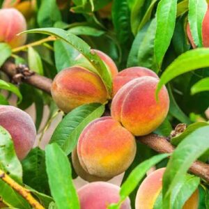 21 of the Best Peach Varieties to Grow at Home | Gardener’s Path