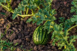 How to Water Watermelons | Gardener’s Path