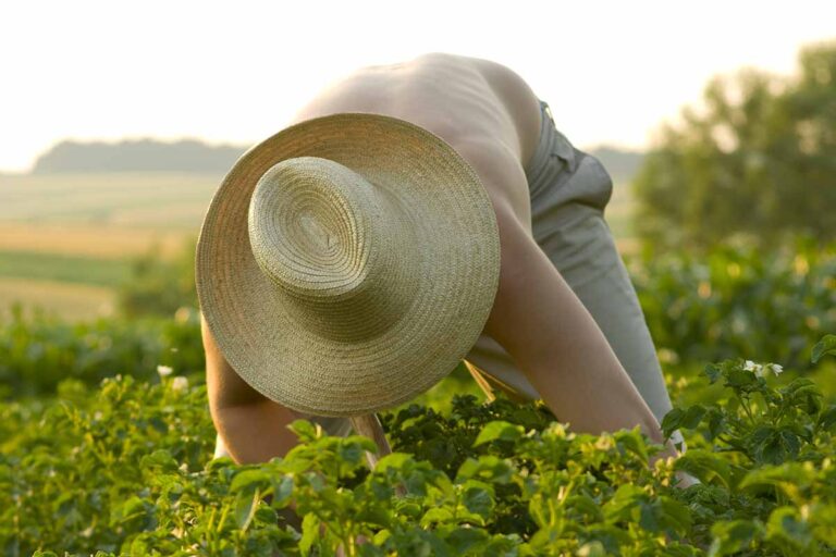 The Best Sun-Protective Gear for Gardeners | Gardener’s Path