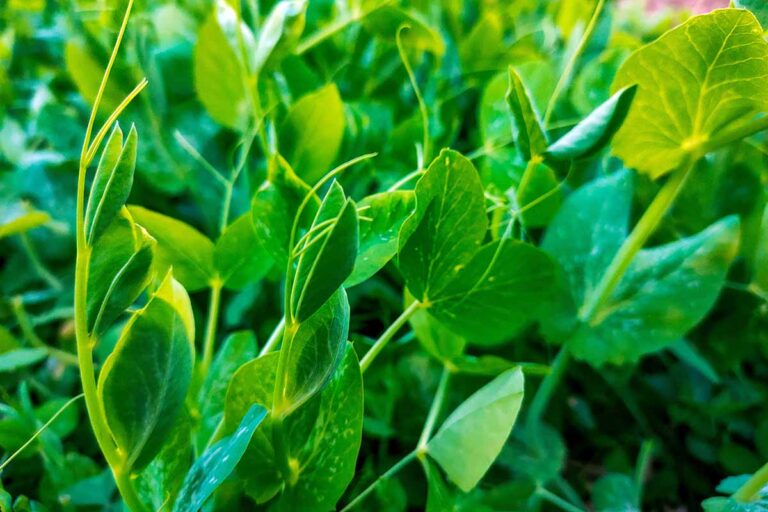 How to Grow and Harvest Pea Shoots | Gardener’s Path