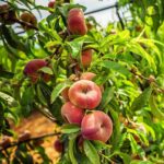 21 of the Best Peach Varieties to Grow at Home | Gardener’s Path
