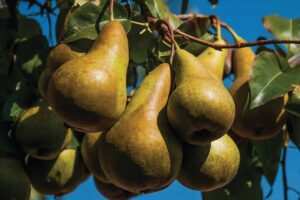 How to Grow and Care for ‘Bosc’ Pears | Gardener’s Path