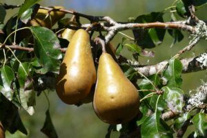 How to Grow and Care for ‘Bosc’ Pears | Gardener’s Path