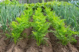 How to Identify and Manage 11 Carrot Diseases | Gardener’s Path