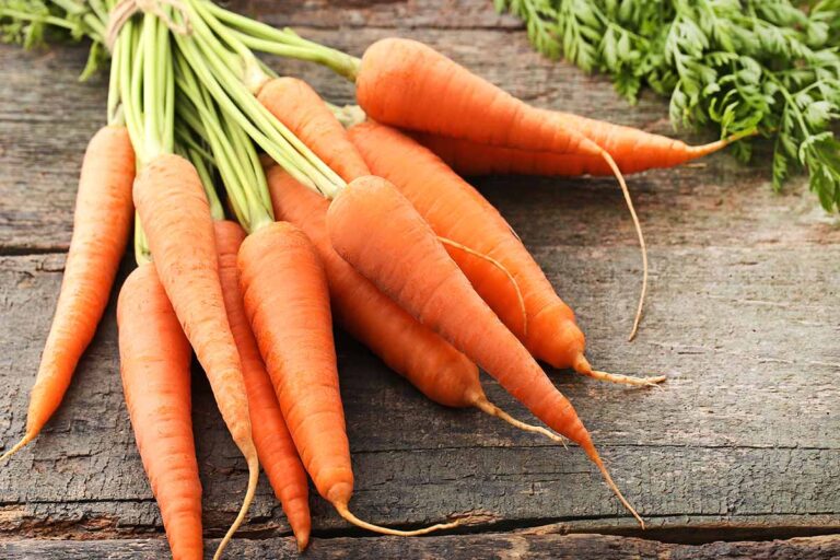 How to Identify and Manage 11 Carrot Diseases | Gardener’s Path