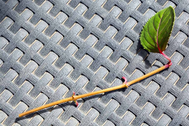 How to Propagate Fuchsia Plants from Stem Cuttings