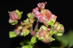 How to Identify and Manage Fuchsia Gall Mites | Gardener’s Path