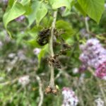 How to Identify and Treat 7 Common Lilac Diseases