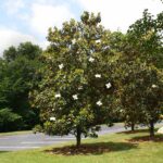 How to Grow and Care for Southern Magnolia Trees