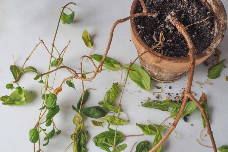 Why Is My Fuchsia Dropping Leaves? 7 Common Issues