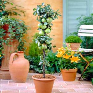 How to Grow and Care for Apple Trees | Gardener’s Path