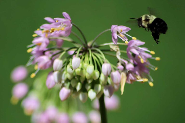 How to Grow and Care for Nodding Onions (Lady’s Leek)