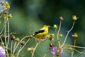 When and How to Deadhead Cosmos Flowers | Gardener’s Path