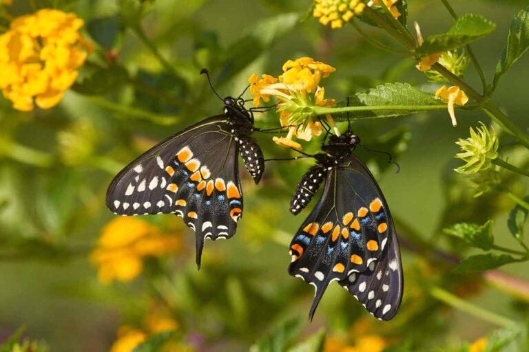 Growing Carrots and Other Hosts for Black Swallowtail Butterflies