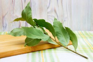 When and How to Harvest Bay Leaves | Gardener’s Path
