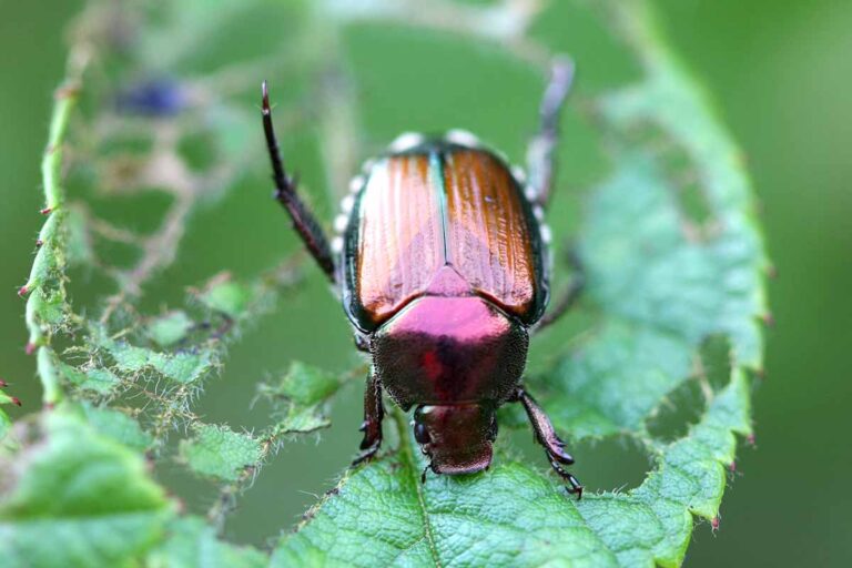 How to Identify and Control Japanese Beetles | Gardener’s Path
