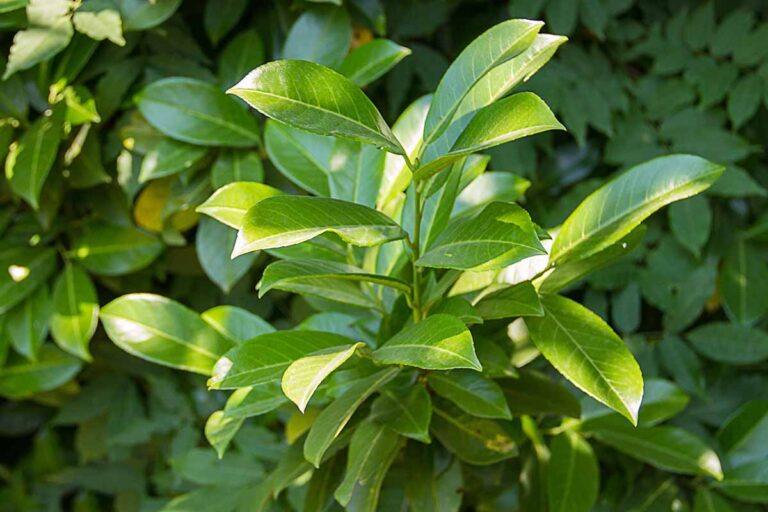 Bay Laurel Tree Growing Guides, Tips, and Info | Gardener's Path