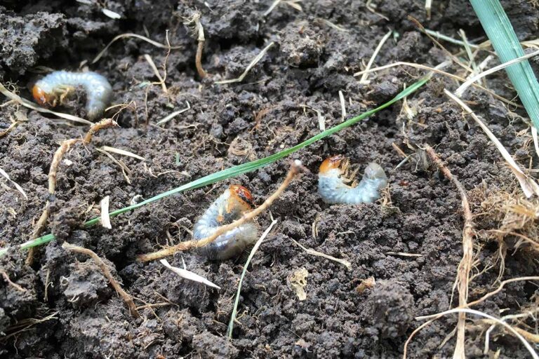 How to Identify and Control Japanese Beetles | Gardener’s Path