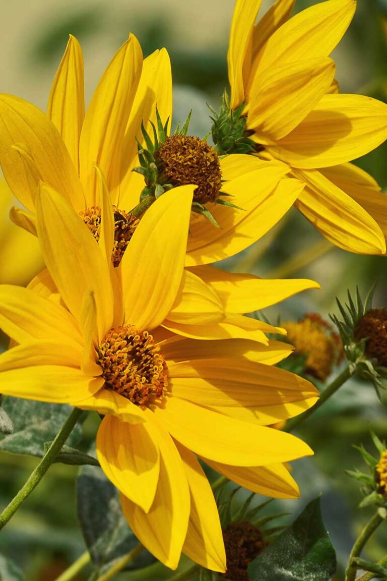 19 of the Best Sunflowers for Pollinators | Gardener’s Path