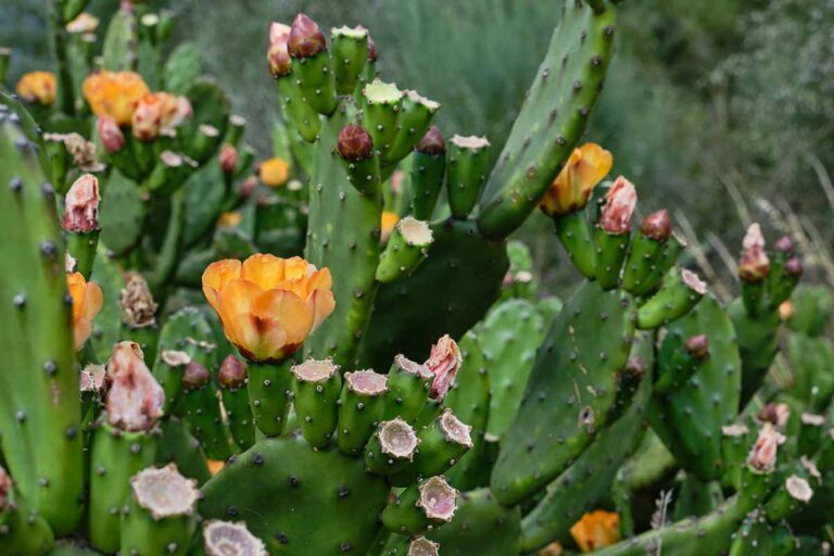 19 of the Best Prickly Pear (Opuntia) Varieties | Gardener’s Path