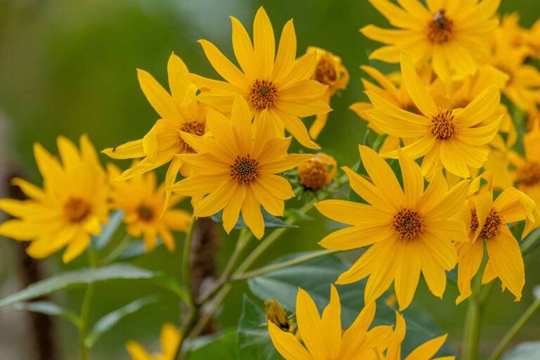 19 of the Best Sunflowers for Pollinators | Gardener’s Path