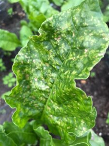 How to Plant and Grow Spinach | Gardener’s Path