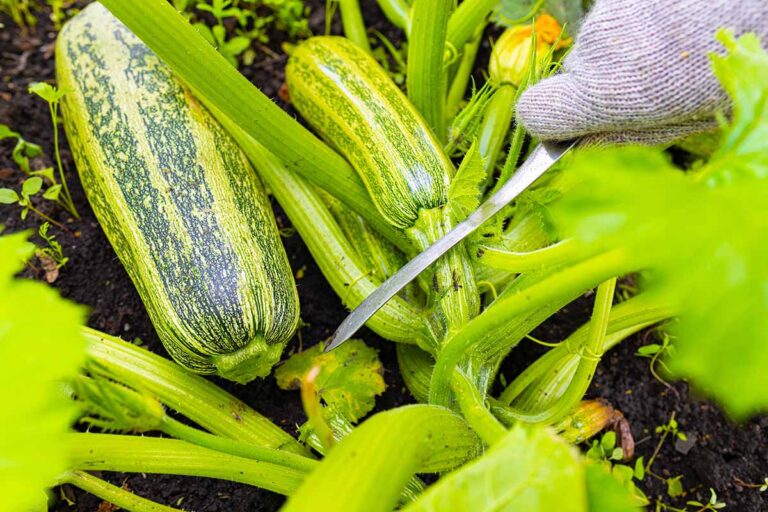When and How to Harvest Zucchini | Gardener’s Path