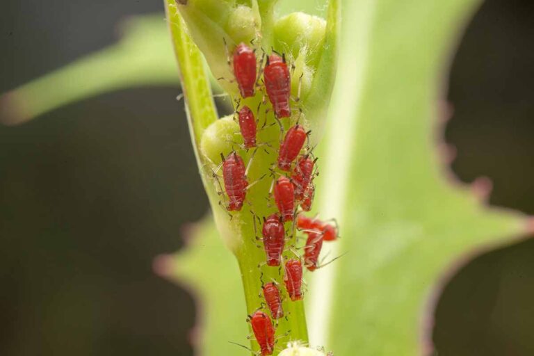 9 Reasons Your Basil Plants Are Wilting and Drooping