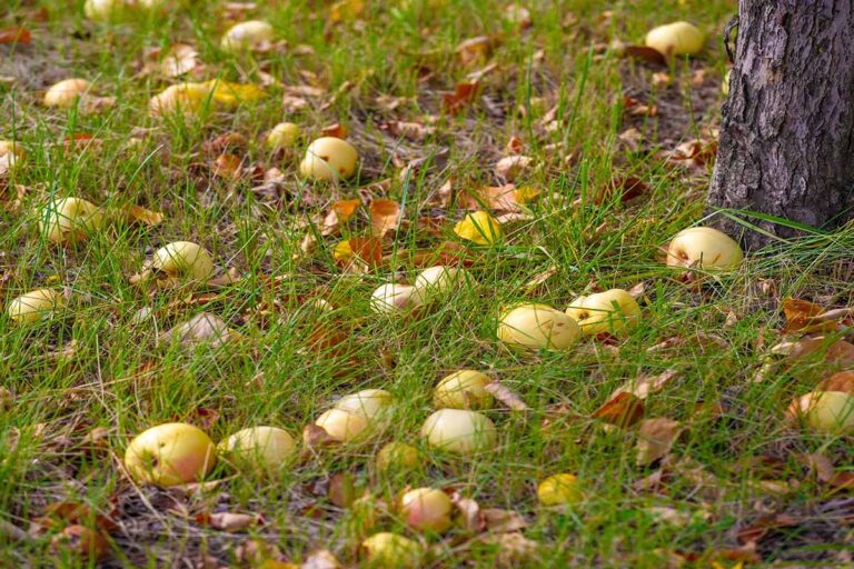 How to Identify and Manage Apple Scab Fungus | Gardener’s Path