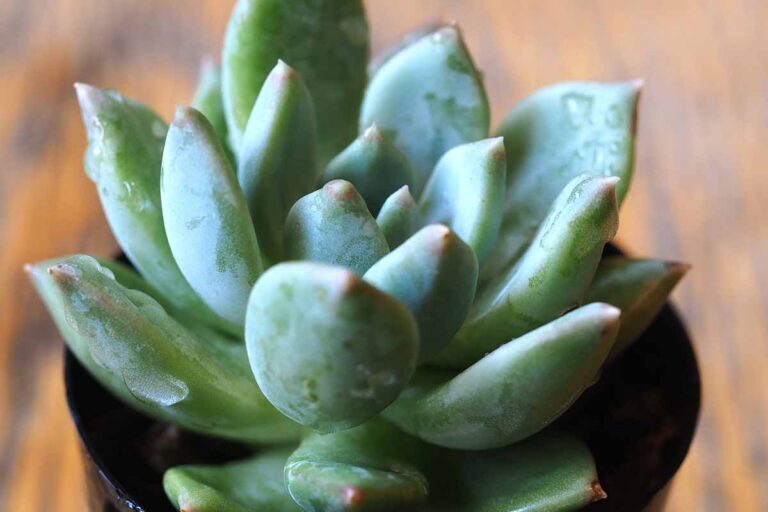 29 of the Best Blue Succulent Plants | Gardener’s Path
